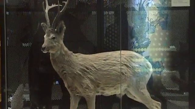 Государственный Дарвиновский музей