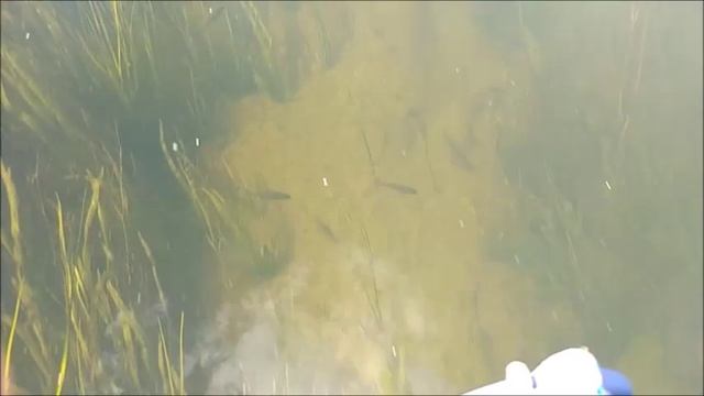 На озеро Сомино.mp4