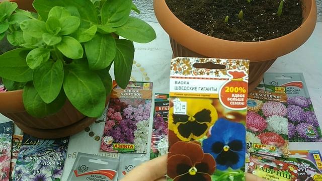 Сеем летние цветы