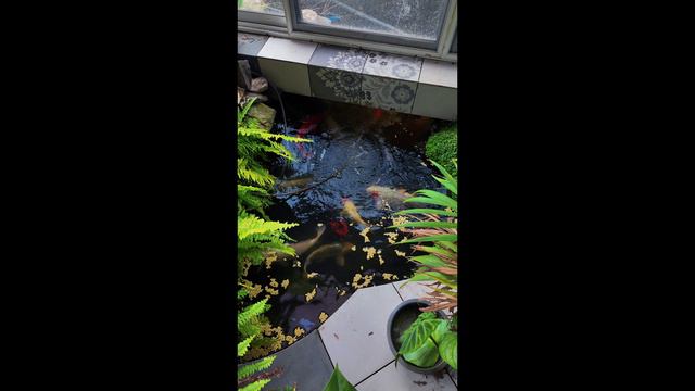 Осенний жор у карпов КОИ