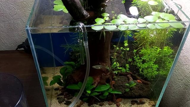 Первые недели жизни нано аквариума с сухопутной частью и водопадом.