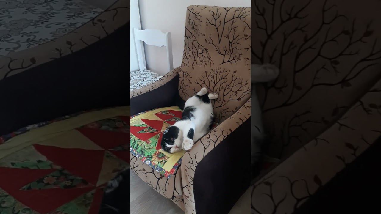 Отдых. #питомцы #животные