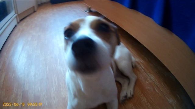 Видео из реальной жизни