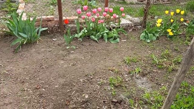 Цветут тюльпаны..mp4