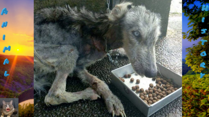 Хаски дали второй шанс