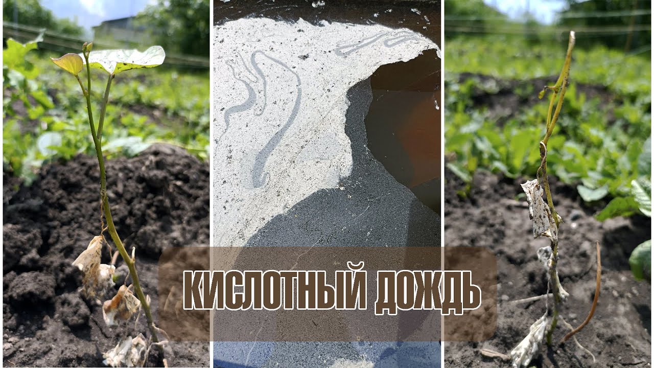 #Грибы. #Батат. Кислотный #дождь. Посадки загнулись.