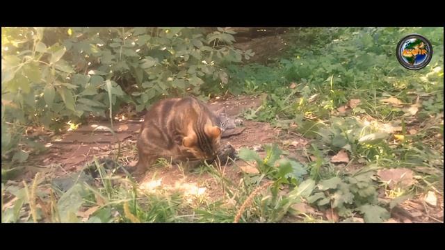 Кошка и Птичка.mp4 птич