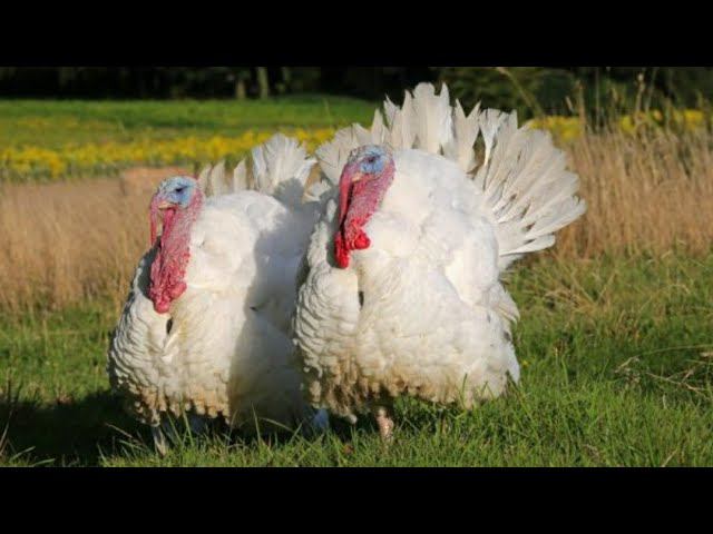 Индюки Хайбрид 4.5 месяца