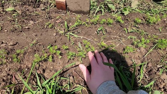 Отношения старшего и младшего, экскурсия по посадкам, газон, в гостях у бабушки