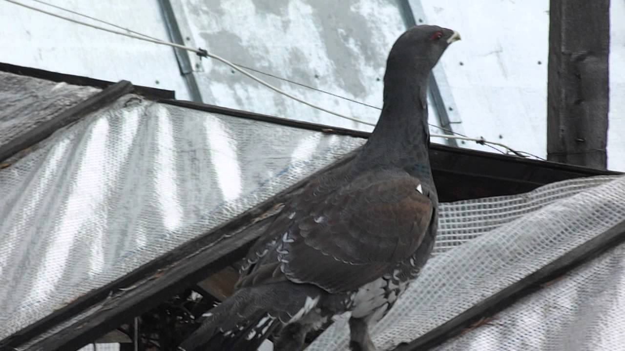 Глухарь прилетел в поселок Яйлю