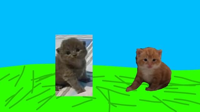 Недели котёнок Shorts (5)