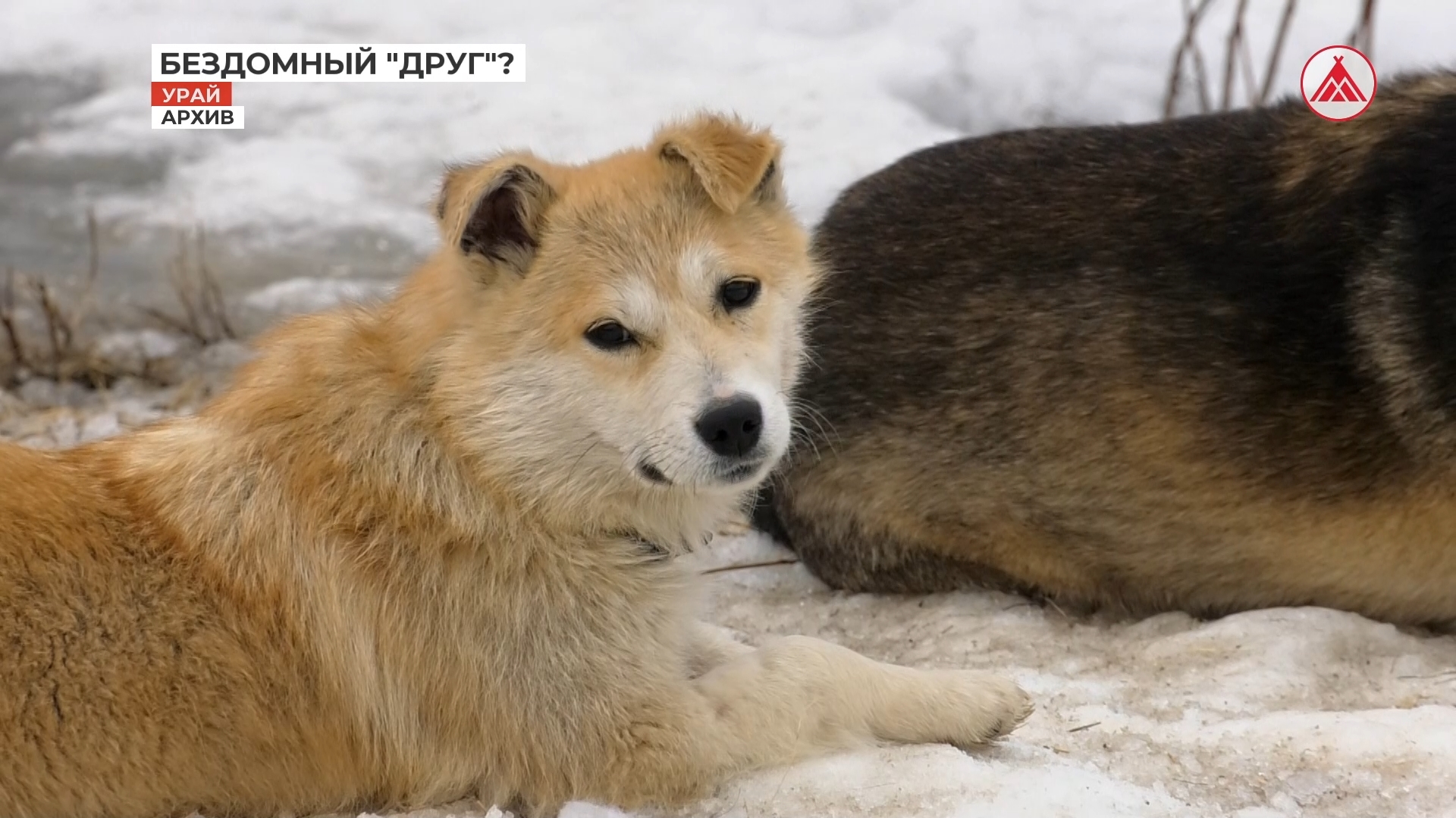 Стаи бродячих собак пугают жителей Урая