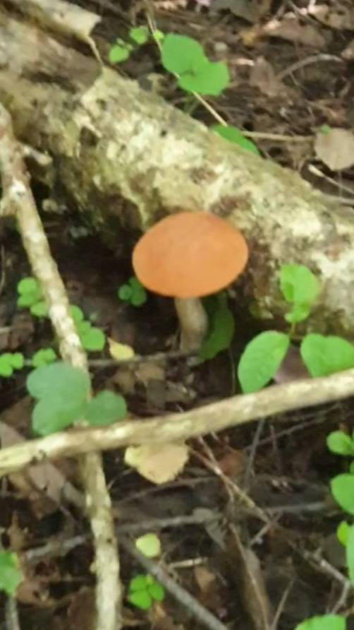 Грибы 2024 года-1. Лужский район Ленобласти.