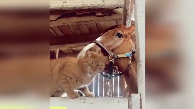 Самые невероятные случаи проявления животными доброты и помощи