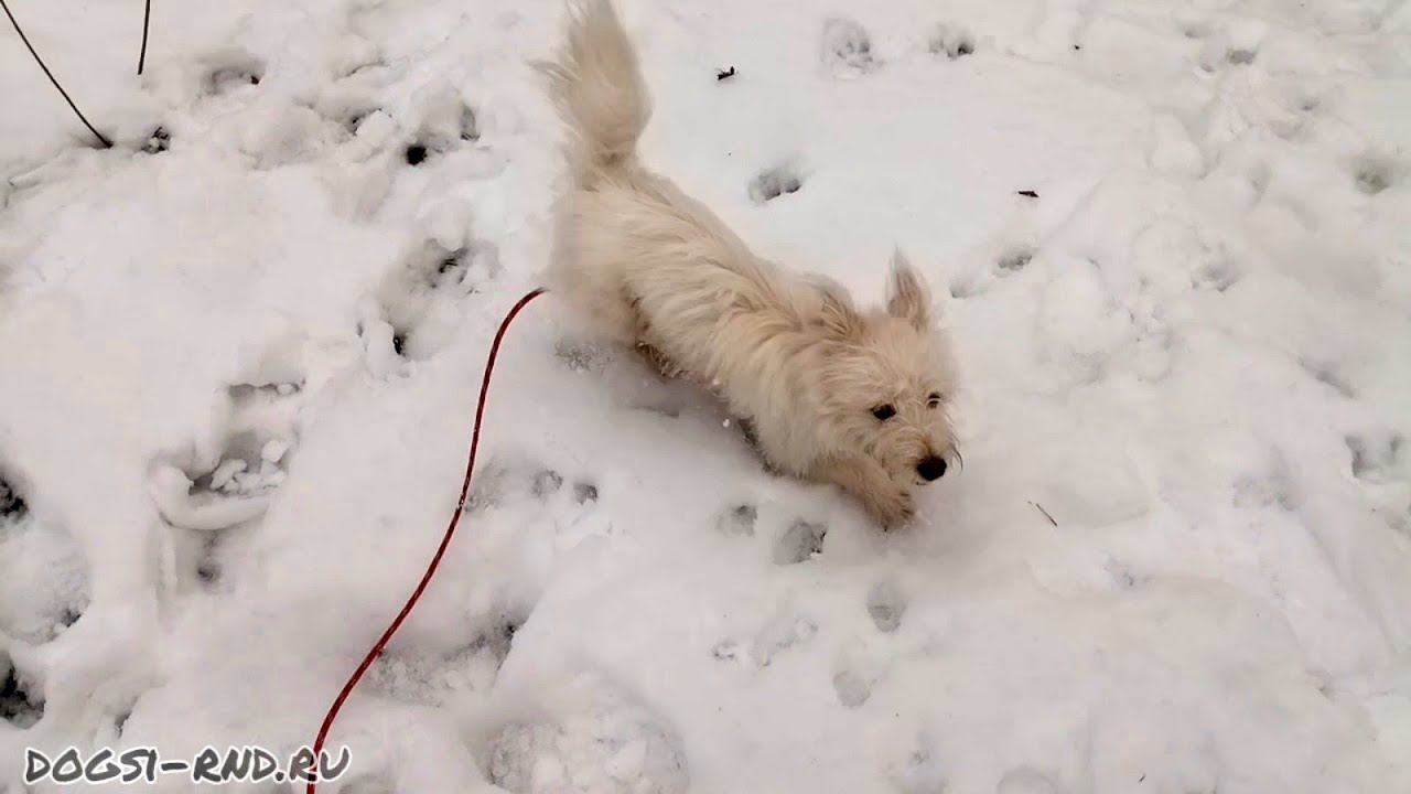 Эльза разыгралась и распрыгалась под снего-дождём