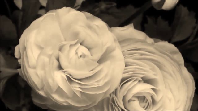 "Цветочная фея" (2020; первая версия)