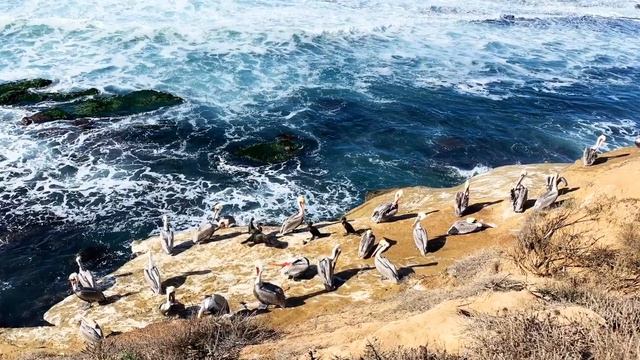 Ла Хойя, Сан Диего, Калифорния, США