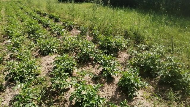 Картошка 23-го июля