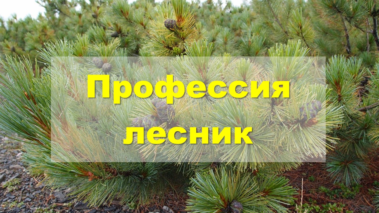 Профессия лесник