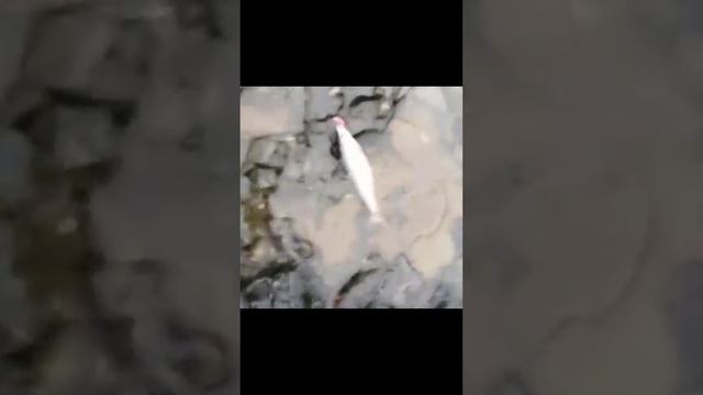 Ловля симы и горбуши на воблер 55 мм (6,2 гр) от Mr. Musurok #shorts