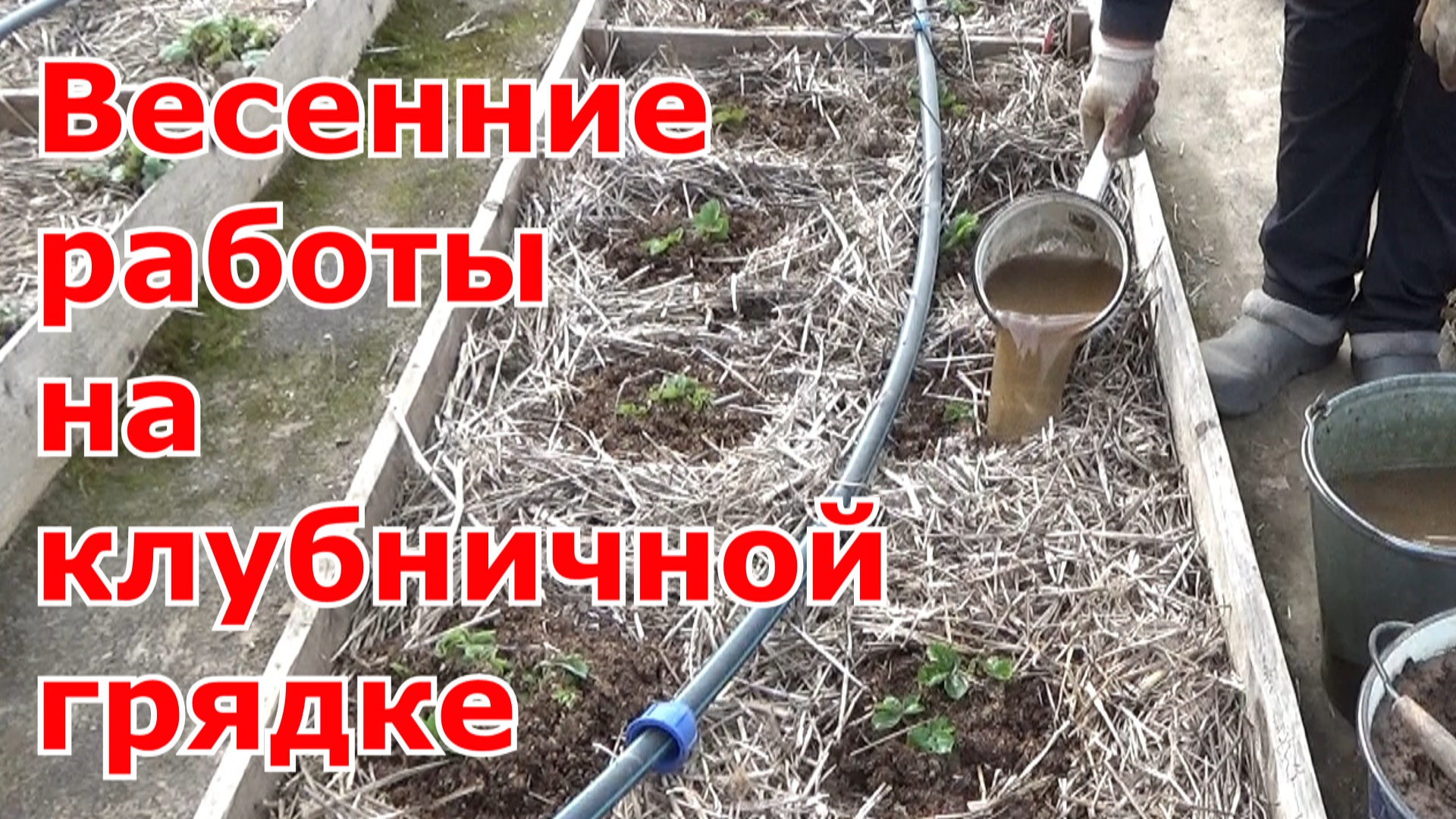 Важные работы на клубничной грядке весной. Обрезка, рыхление, мульчирование, подкормка, обработка.