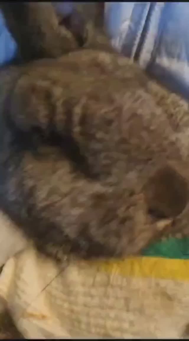 Смотрите какие пушистые кролики бывают #кролиководство #shorts  #курятник #кроликвеликан #кролик