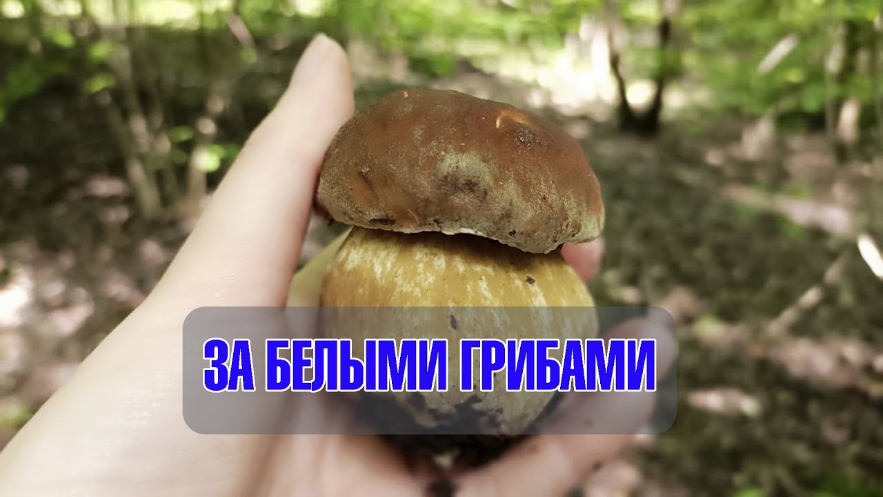 Белые Грибы!  Открытие сезона 2022!