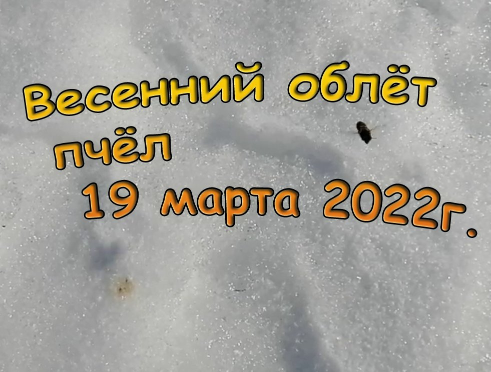 Весенний облёт пчёл 19.03.22