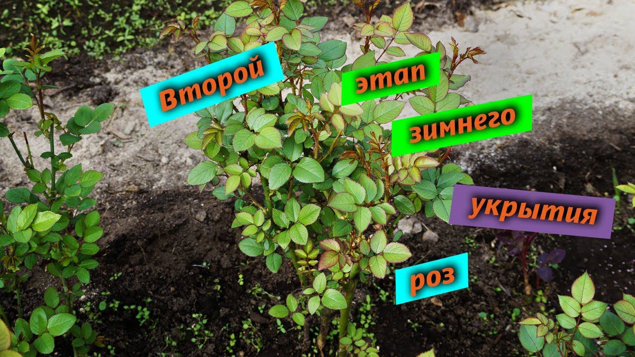 Укрытие роз в Сибири - Второй этап - 2021 год