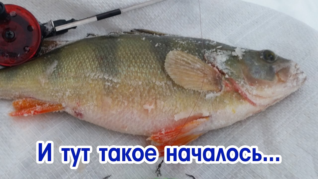 На снегоходе за крупным окунем!