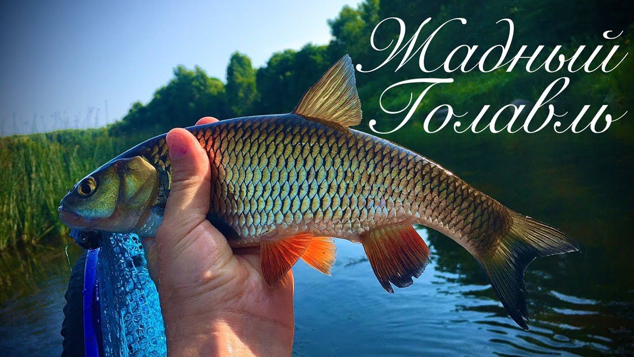 НАШЁЛ точку с кучей ГОЛАВЛЯ☑️ БЕШЕННЫЕ поклёвки на воблер☑️ Хорошая ЩУКА бонусом☑️