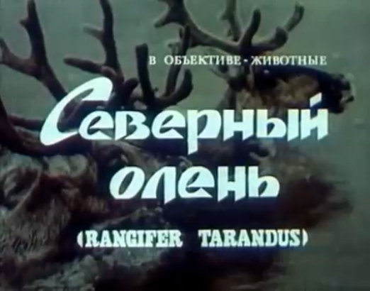 В объективе животные. Северный олень