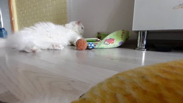 Мейн кун. Скрытая камера ?