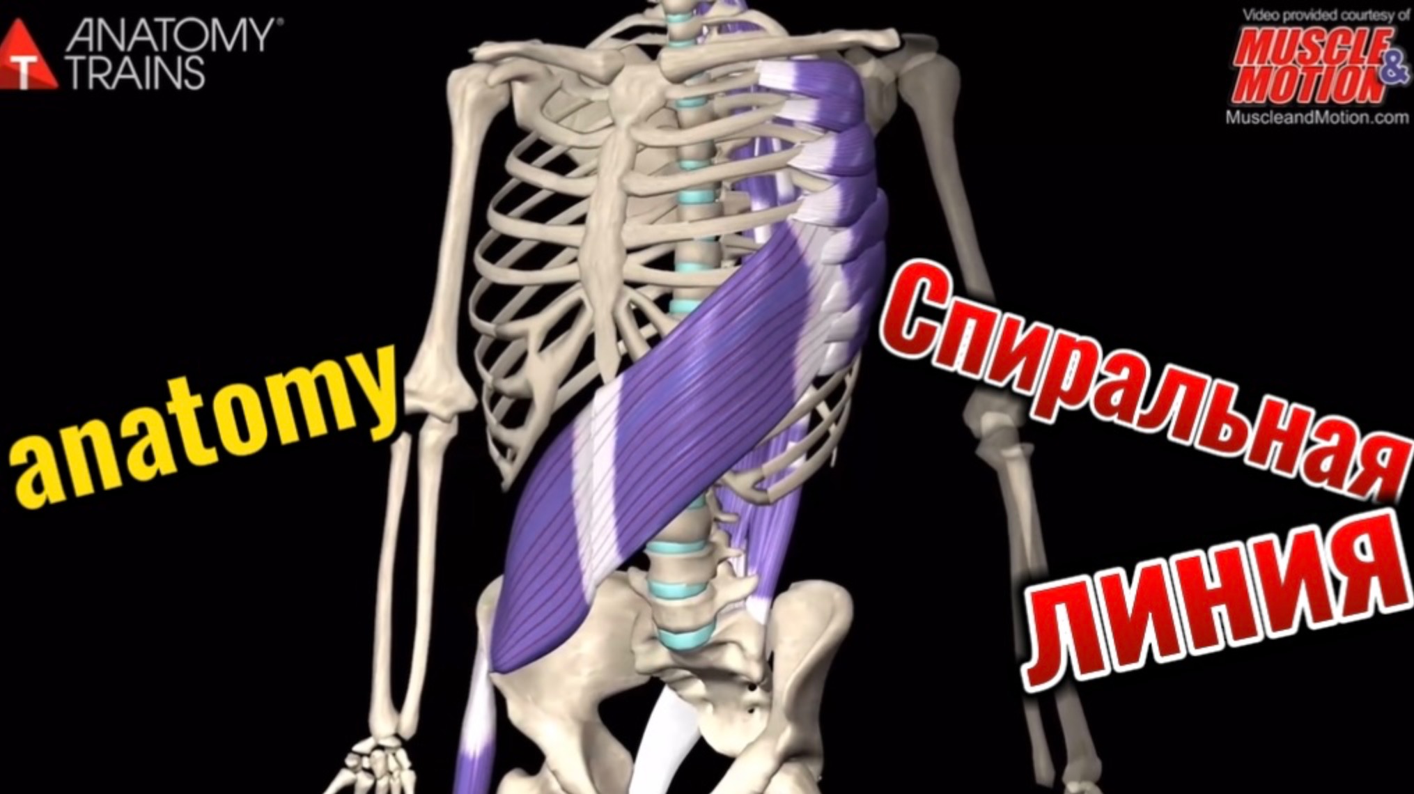 3d anatomy. Функциональная анатомия. Спиральная линия