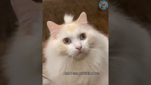 Смешные животные #62.mp4