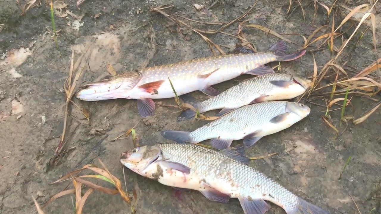 # 2 Проверяем закидушки на налима. 2019