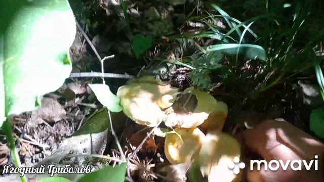 ❗Грибники обалдели от счастья 🍄 Нашли в лесу грибной клондайк❗18.06.2024 г. Курская область❗