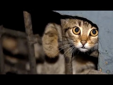 УРОДЛИВЫЙ КОТ.mp4