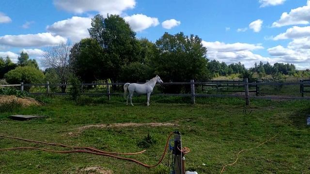 Стабунивание лошадей