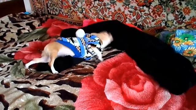 Собачья жизнь маленькой чихуахуа  Dog's life a little chihuahua.mp4