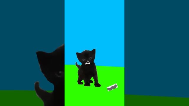 Недели котёнок Shorts (2)