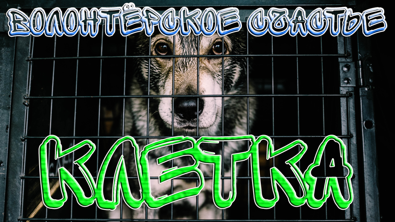 Как НЕ надо спасать собак / Волонтерское счастье / Кинология / Зоопсихология