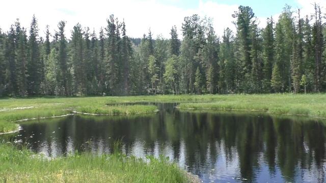 206 Серия Тайга место, где лежит Тунгусский Метеорит Заросшее озеро Пробуем Рыбачить Спиннинг Квадро