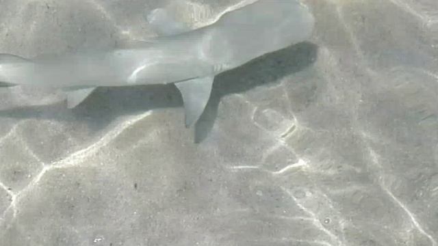 СЕЙШЕЛЫ. АКУЛА!