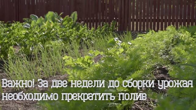 Рассказываю: как я убираю лук, чтобы он хорошо хранился зимой