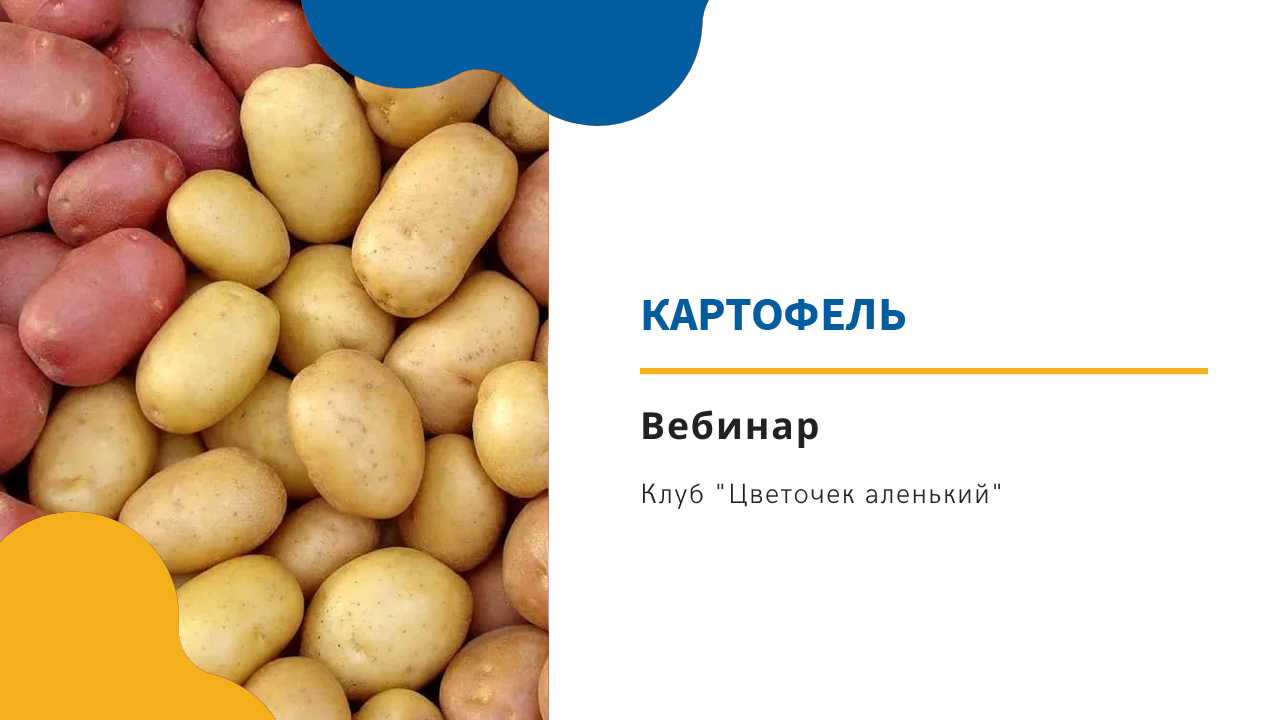 Картофель. Клуб "Цветочек аленький"