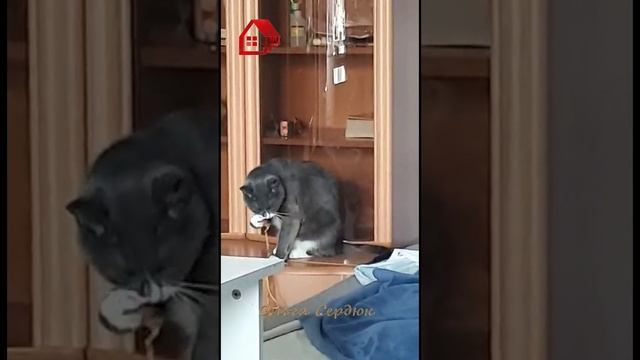 КОТ Ханзо ч2