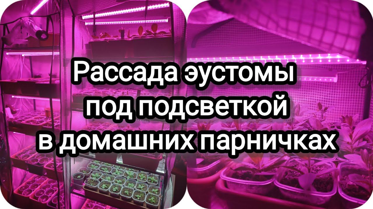 Рассада эустомы под подсветкой.