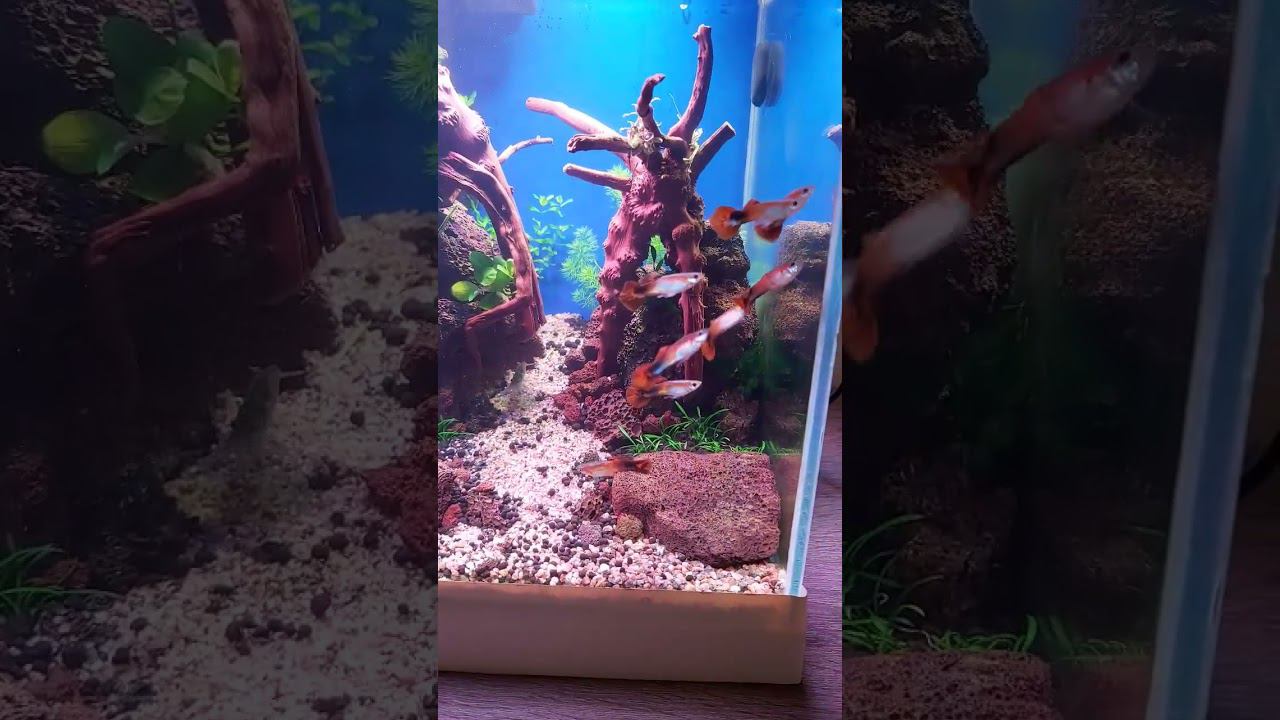 Победа над водорослями без химии #аквариум #травник #акваскейп #аквариумдома