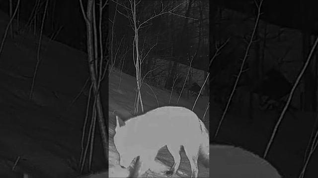 Опять приходила лисичка...